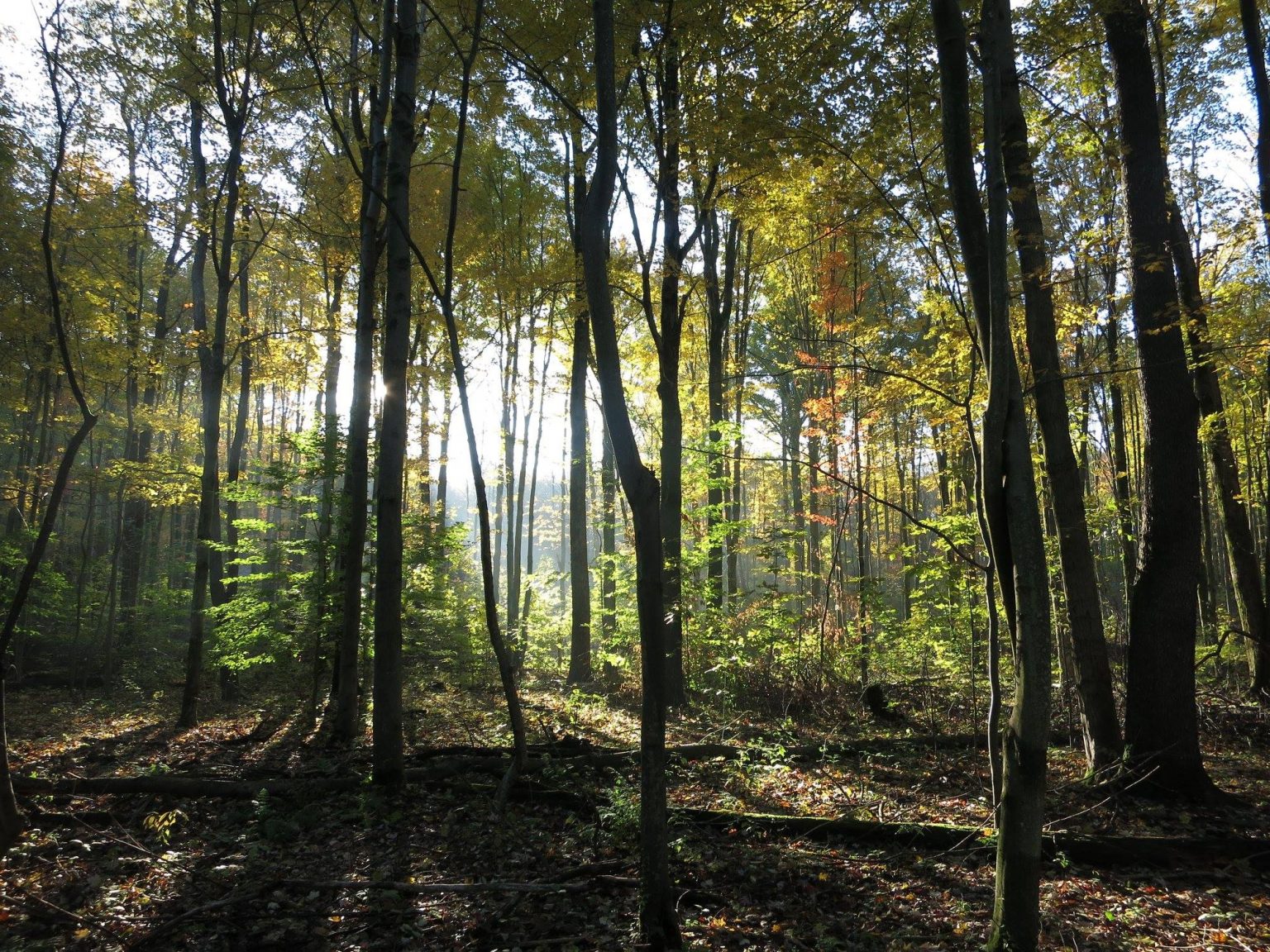 Conserved Lands - Foundation for Sustainable Forests