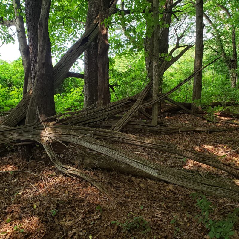 Bail Family Forest - Foundation for Sustainable Forests