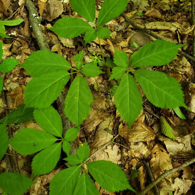 Bail Family Forest - Foundation for Sustainable Forests