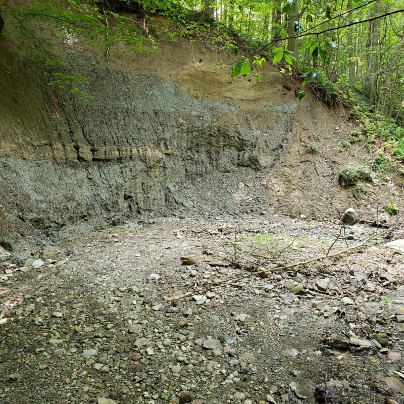 Bail Family Forest - Foundation for Sustainable Forests