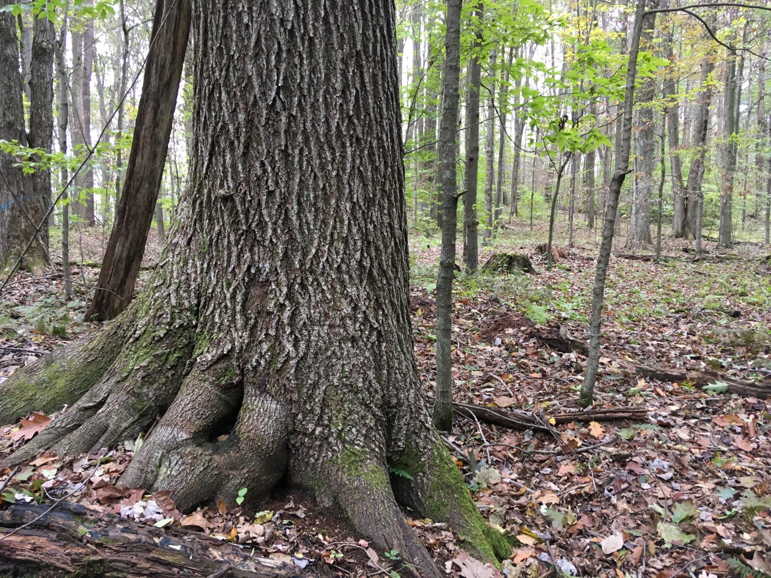 Conserved Lands - Foundation for Sustainable Forests