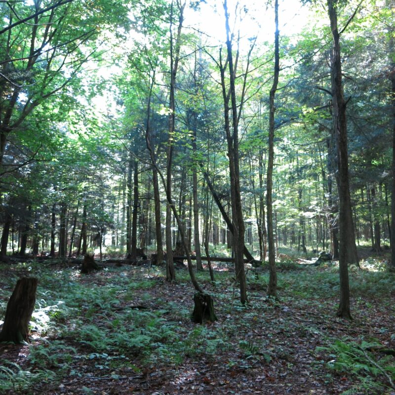 First Forest - Foundation for Sustainable Forests