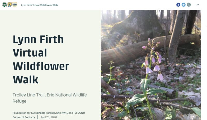 Enjoy the Lynn Firth Virtual Wildflower Walk! - Foundation for ...