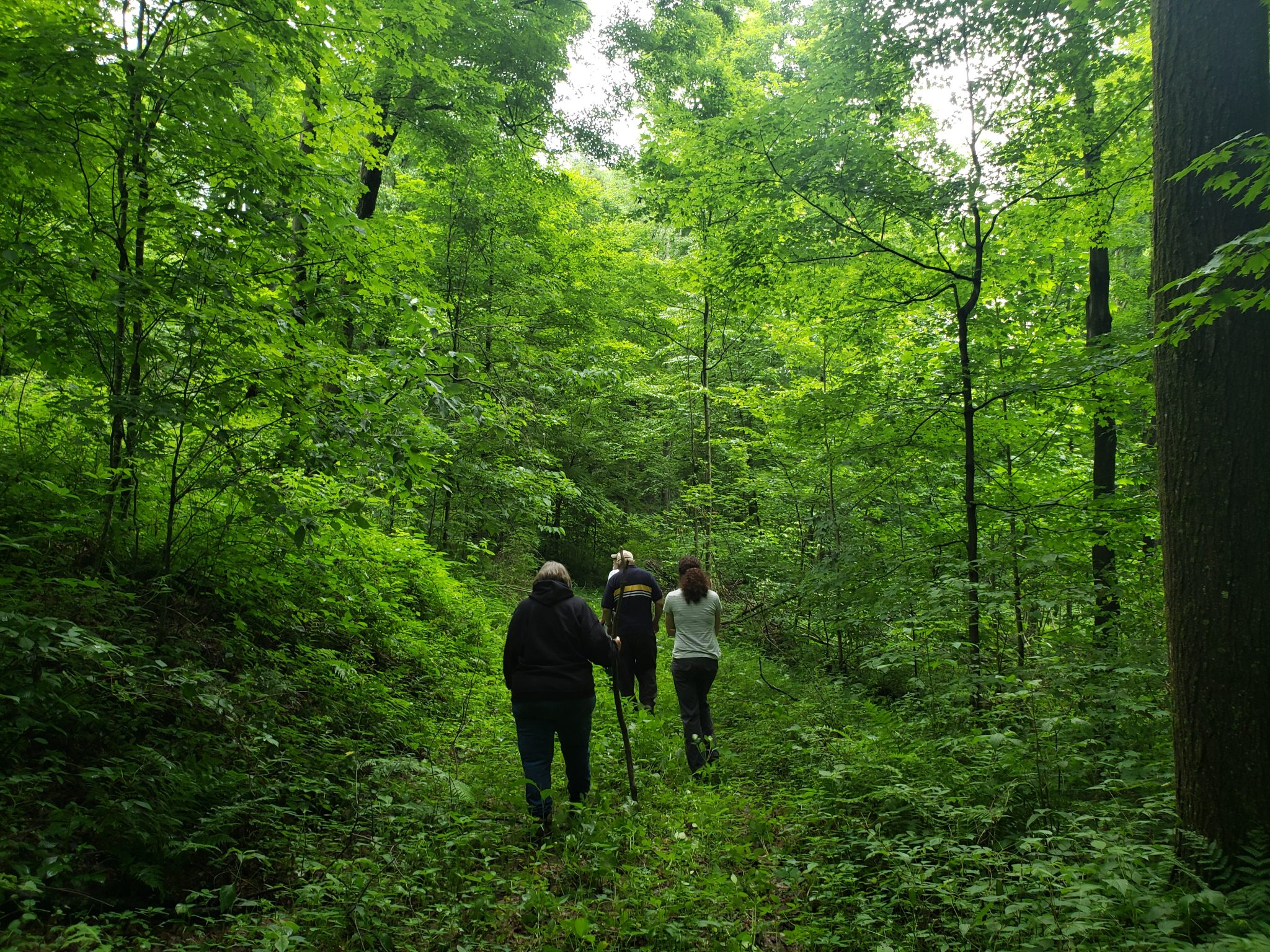 Conserved Lands - Foundation for Sustainable Forests