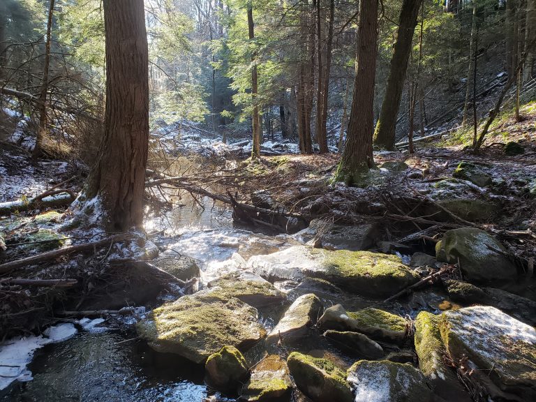 Conserved Lands - Foundation for Sustainable Forests