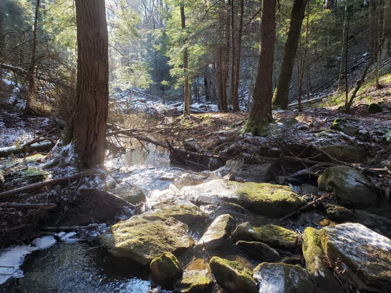 Conserved Lands - Foundation for Sustainable Forests