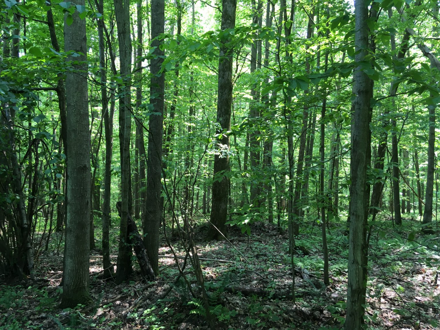 Conserved Lands - Foundation for Sustainable Forests