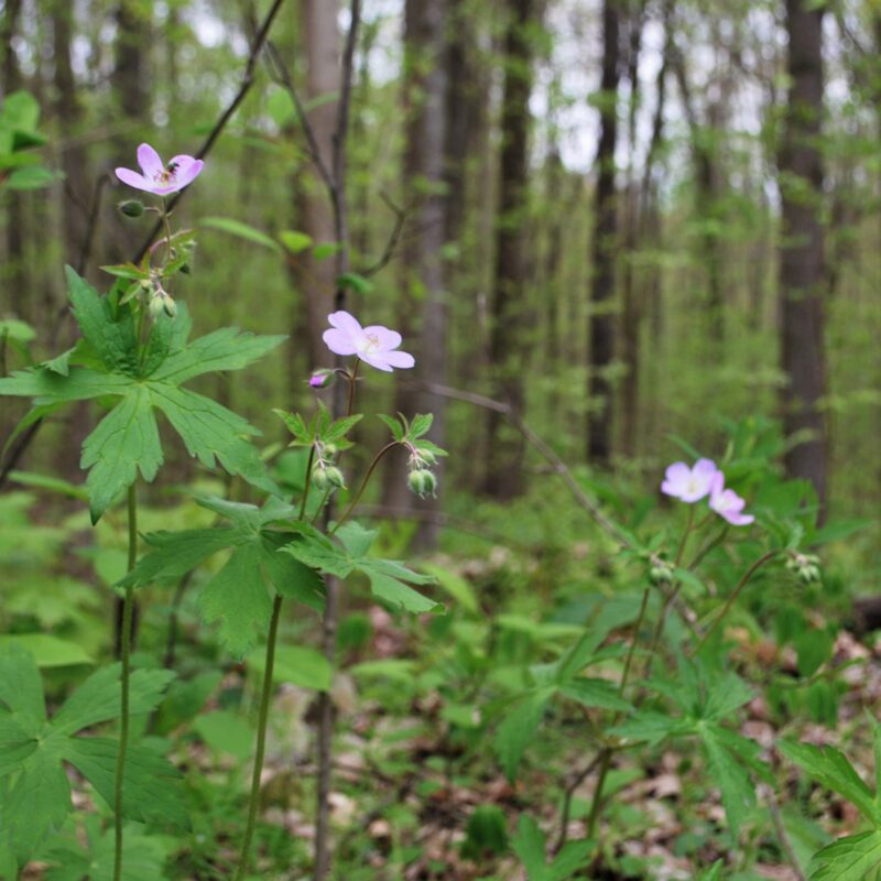 Selkirk Forest - Foundation for Sustainable Forests