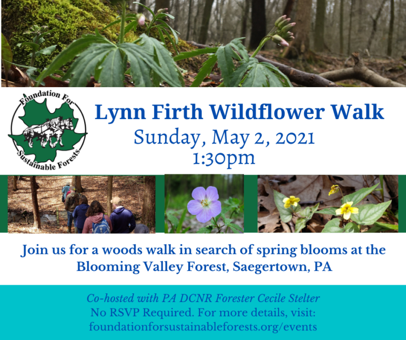Lynn Firth Wildflower Walk - Foundation for Sustainable Forests