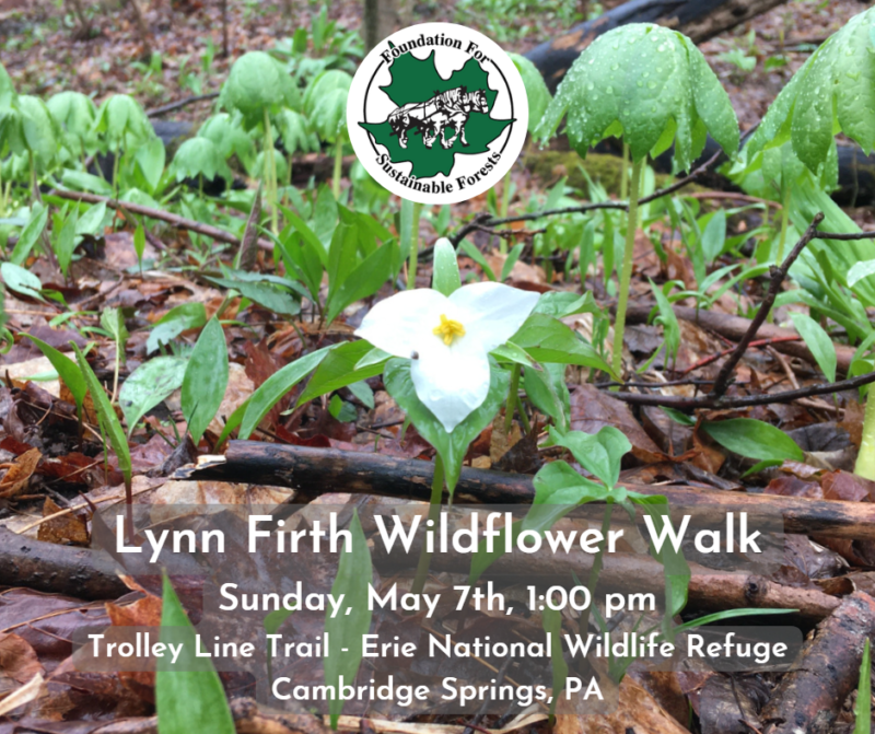 Lynn Firth Wildflower Walk - Foundation for Sustainable Forests