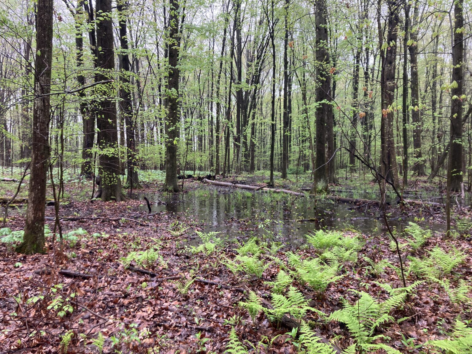 Soggy to Sunny at Sunday's Lynn Firth Wildflower Walk - Foundation for ...