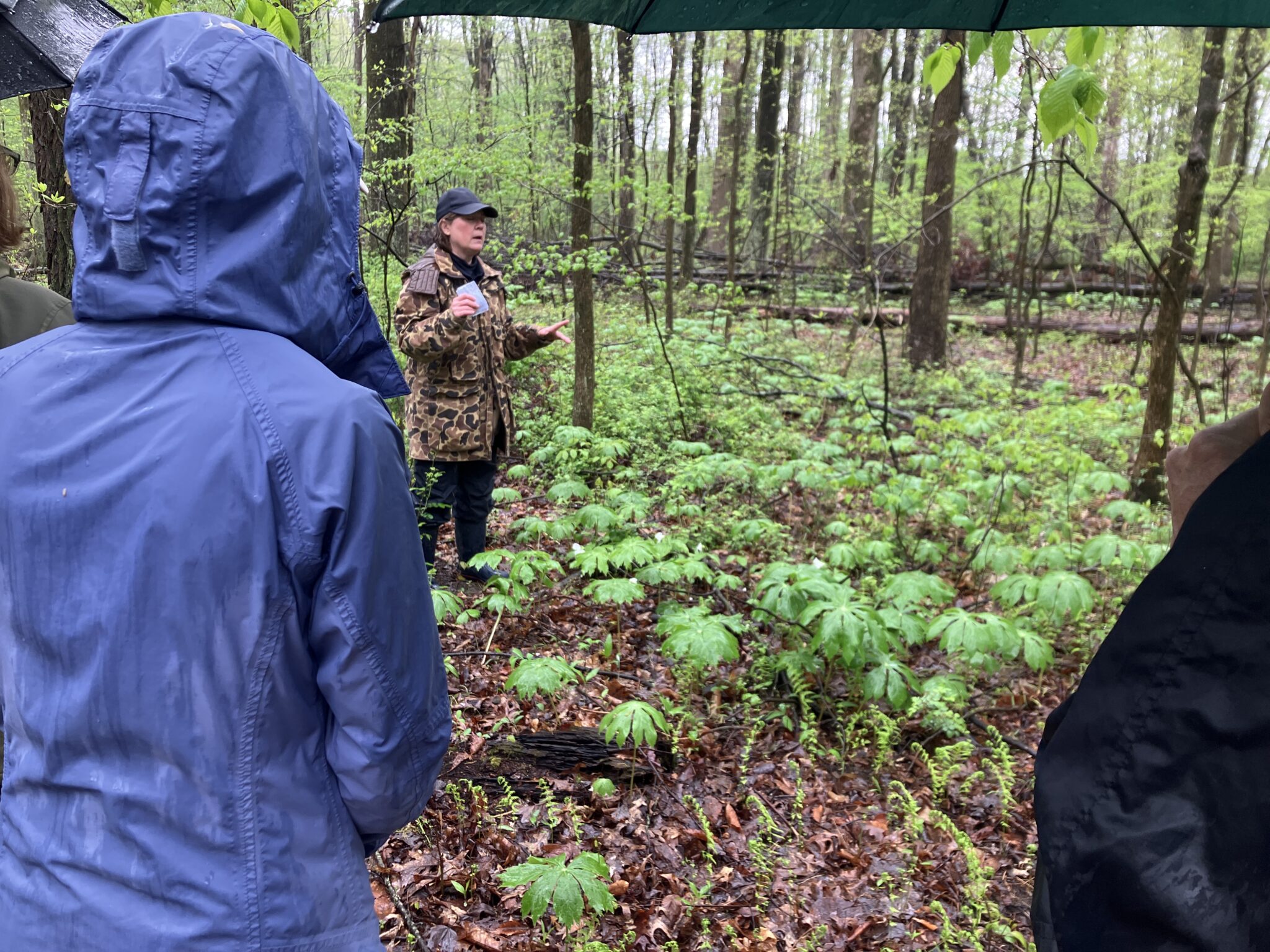 Soggy to Sunny at Sunday's Lynn Firth Wildflower Walk - Foundation for ...