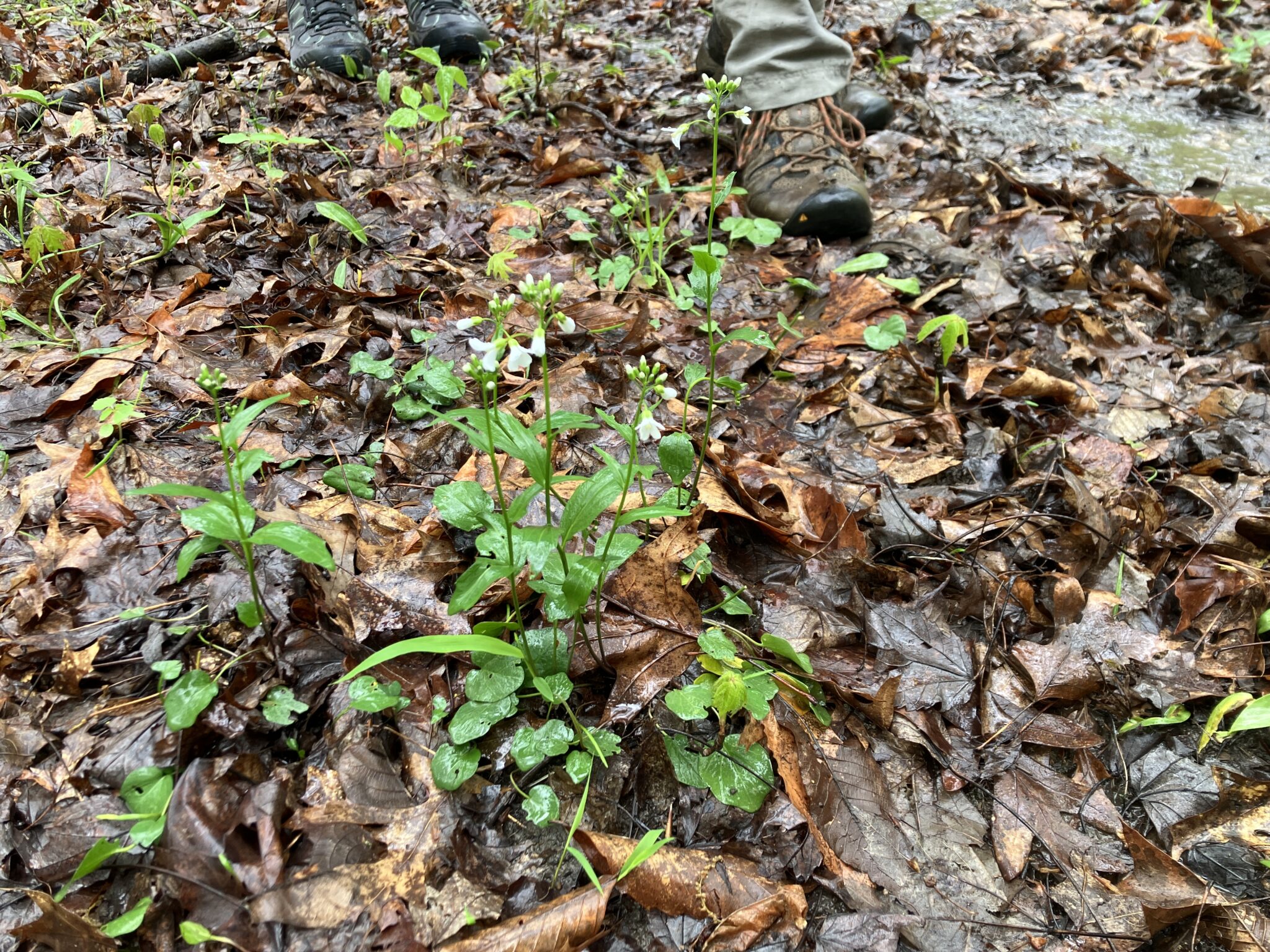 Soggy to Sunny at Sunday's Lynn Firth Wildflower Walk - Foundation for ...