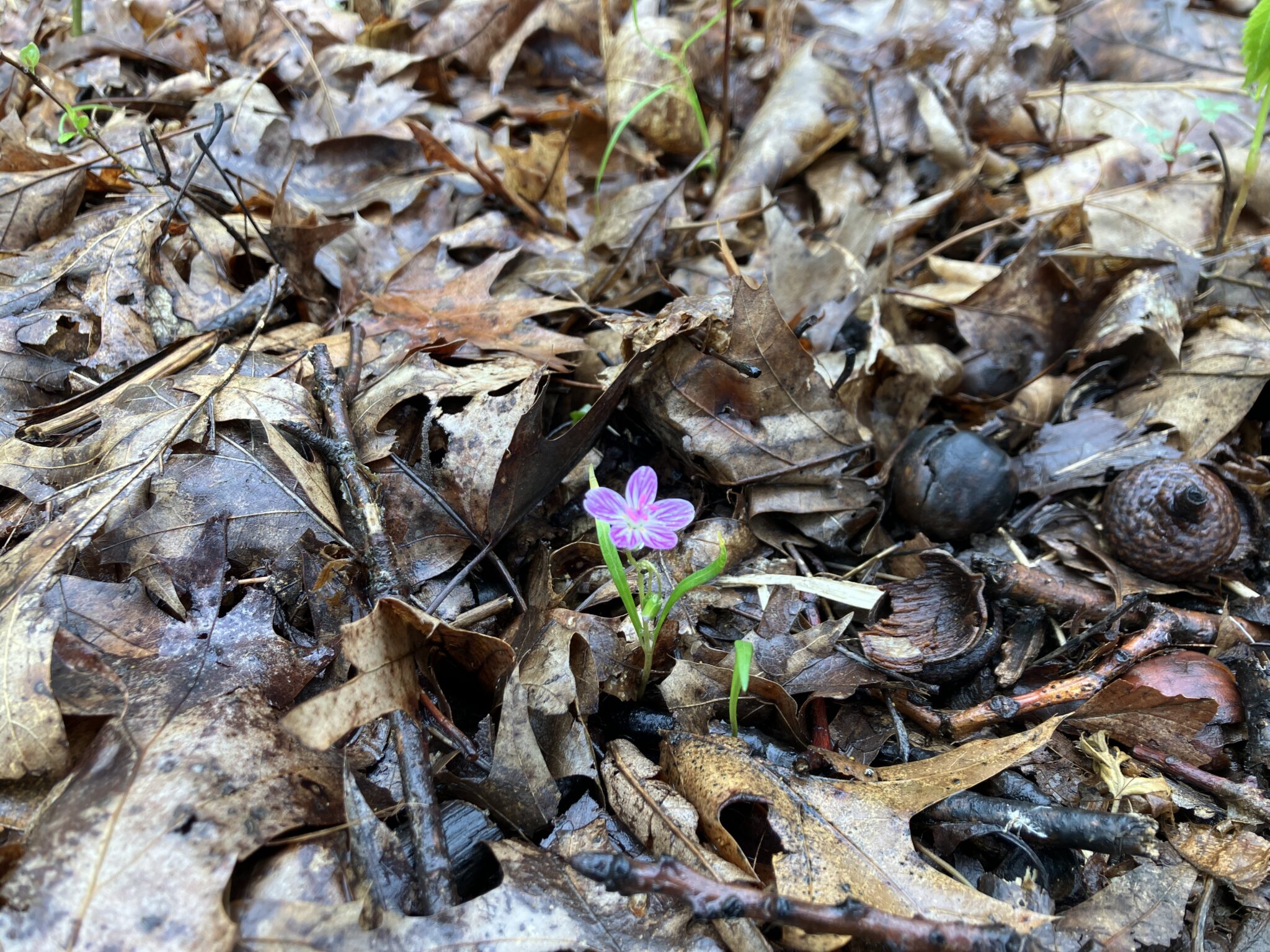 Soggy to Sunny at Sunday's Lynn Firth Wildflower Walk - Foundation for ...