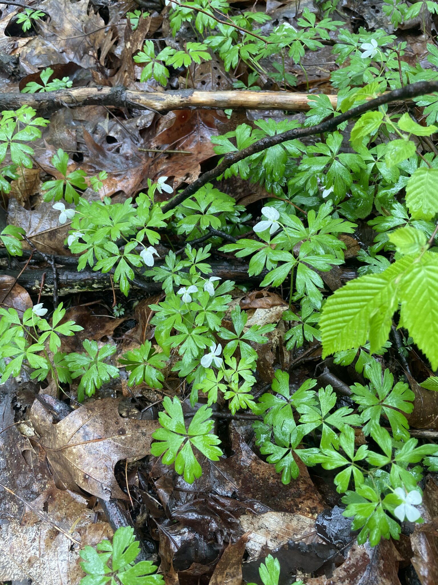 Soggy to Sunny at Sunday's Lynn Firth Wildflower Walk - Foundation for ...